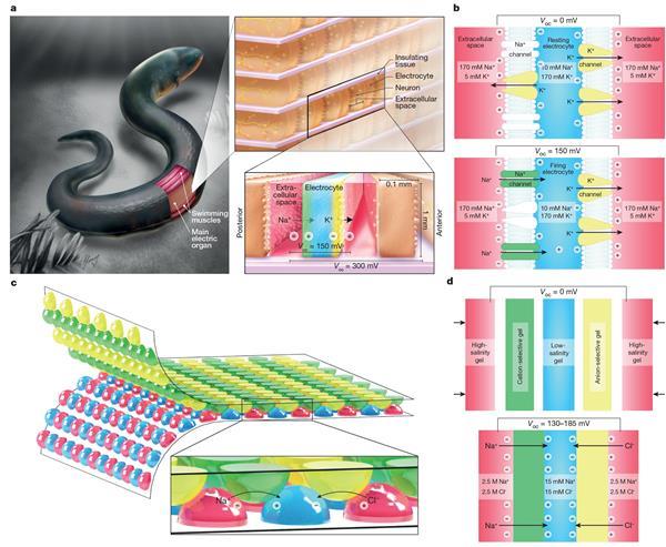 Electric eels inspire stunning new hydrogel | Research | Chemistry World