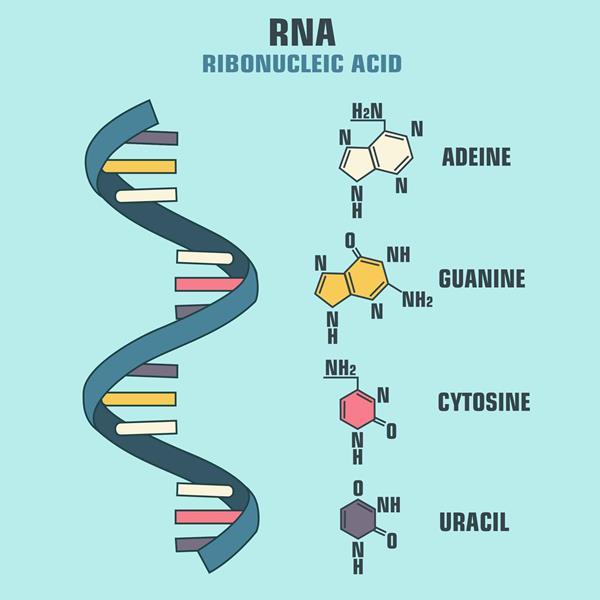 RNA | Podcast | Chemistry World