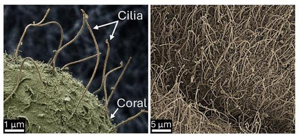 Warming seas impact cell structures that deliver oxygen to coral ...