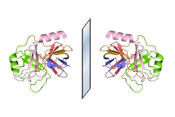D-trypsin synthesis enables sequencing of mirror-image proteins ...