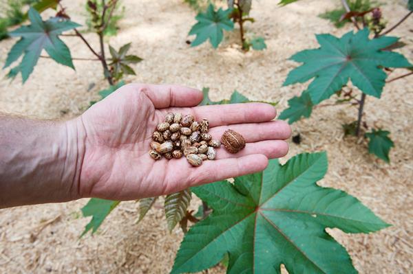 Explainer: what is ricin? | News | Chemistry World