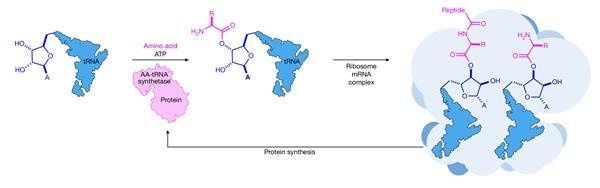 Thioesters could explain how proteins first formed on early Earth ...
