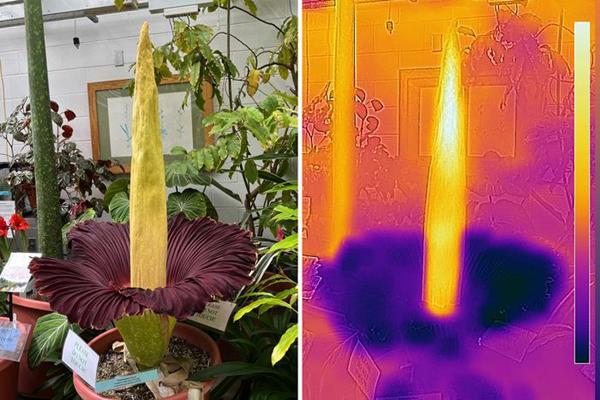 Scientists uncover the chemistry of the corpse flower’s potent stench ...