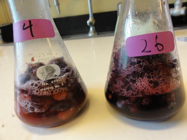 A taste of wine chemistry | Feature | Chemistry World