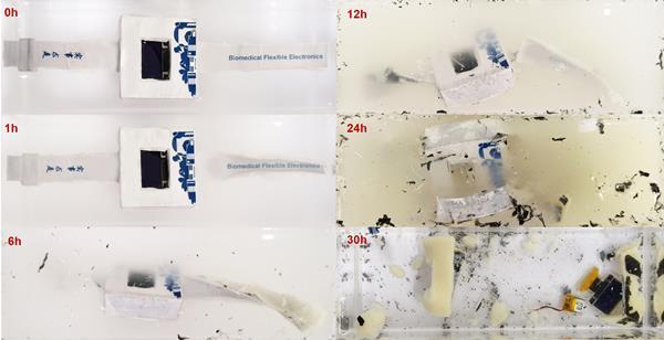 This smartwatch will self-destruct in 40 hours | Research | Chemistry World