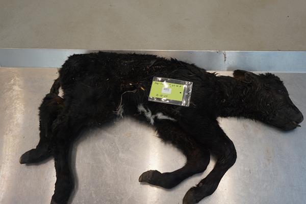 PFAS in fertilisers blamed for killing livestock in Texas and wreaking ...