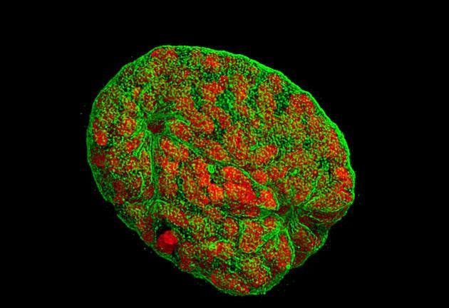 Imaging the future | Feature | Chemistry World