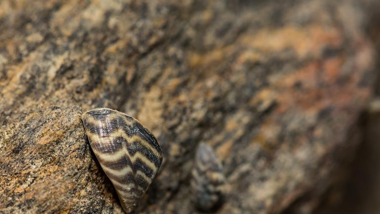 Invasive zebra mussels’ unique sticky threads unraveled | Research ...