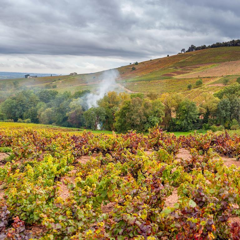 Protecting wine from wildfire smoke taint with a nanotech coating ...