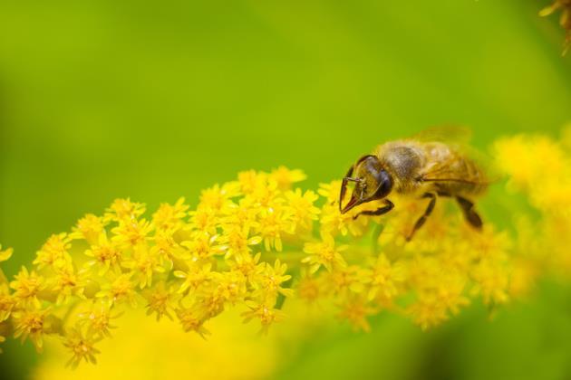 Coumarin | Podcast | Chemistry World