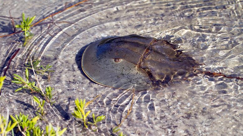 Limulus Amebocyte Lysate | Podcast | Chemistry World