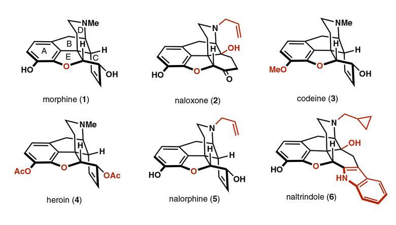 Morphine analogues kill pain with fewer negative side effects ...