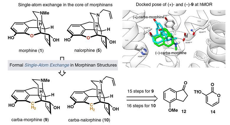 Morphine analogues kill pain with fewer negative side effects ...