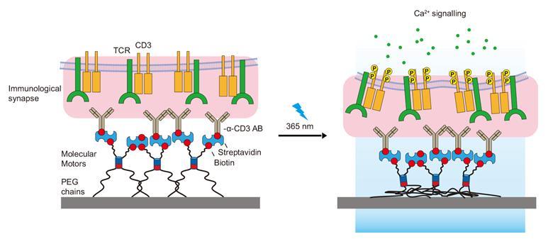 Molecular machines talk to living cells for the first time | Research ...