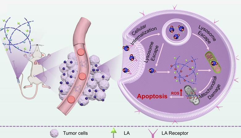 Nanocomplex becomes a master of shape-shifting to target tumour cells ...