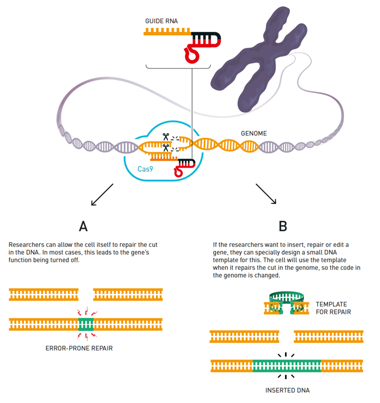 Crispr gene editing shows promise for HIV cure but faces delivery and ...