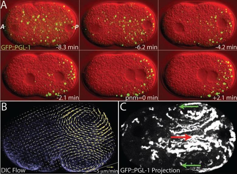 How does a cell know what kind of cell it should be? | Feature ...