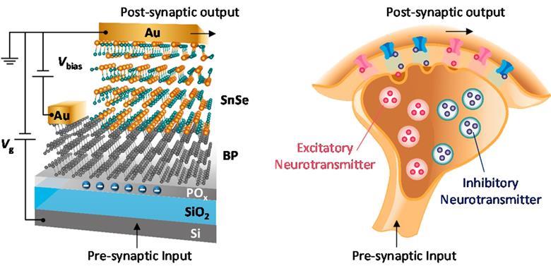 Two-way artificial synapse mimics brain chemistry | Research ...