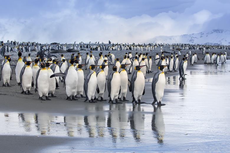 Monitoring PFAS pollutants in king penguins | Research | Chemistry World