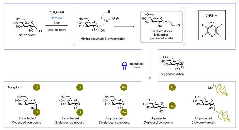Photochemistry sheds light on the direct functionalisation of native ...