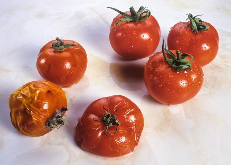 Making genetically engineered food palatable | Feature | Chemistry World