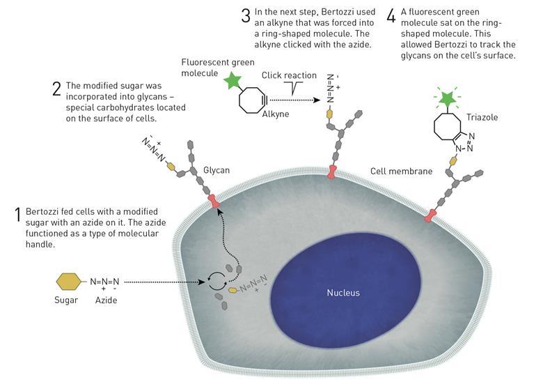 How click conquered chemistry | Feature | Chemistry World
