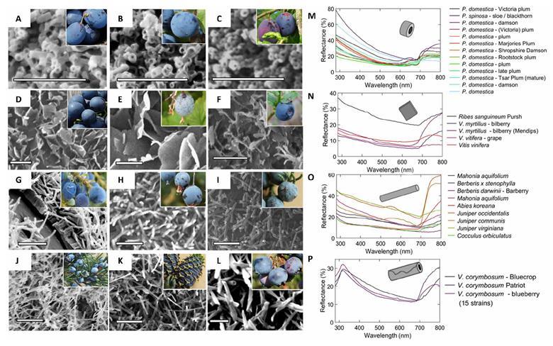 Blueberries’ blue is just skin deep, depending on structure not ...