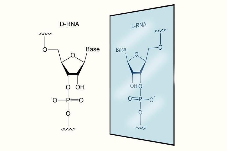 Study challenges assumptions over how L-oligonucleotides behave in living systems | Chemistry World