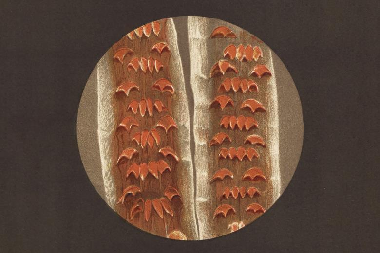 A new generation of materials inspired by teeth | Feature | Chemistry World