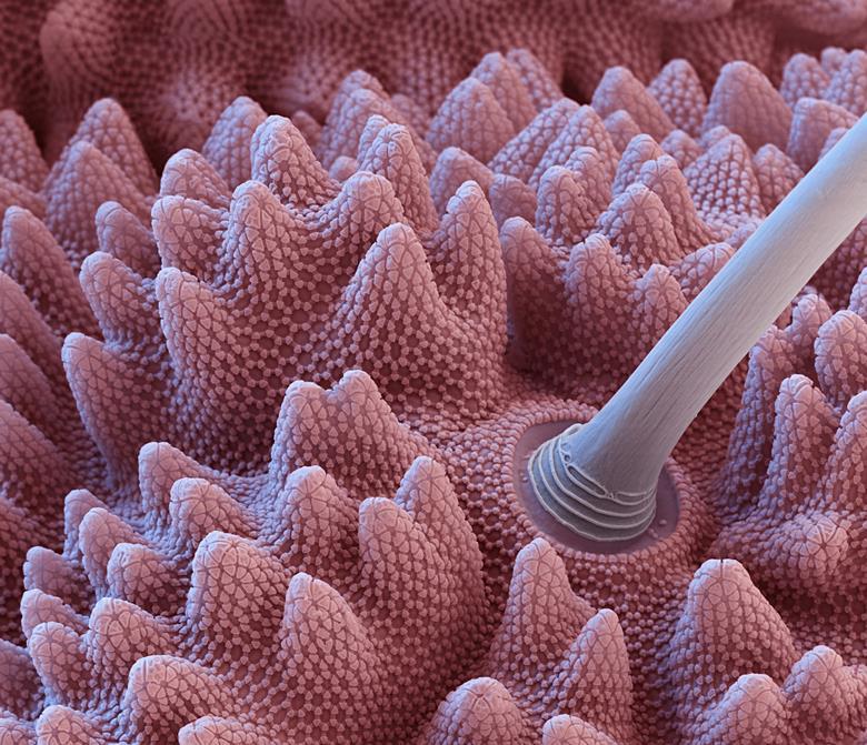 Superhydrophobic materials from nature | Feature | Chemistry World