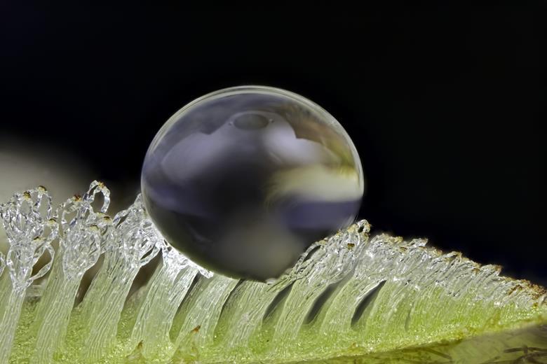Superhydrophobic materials from nature | Feature | Chemistry World