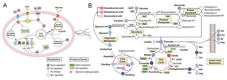 Bismuth drugs kill bacteria by disrupting metabolism | Research ...