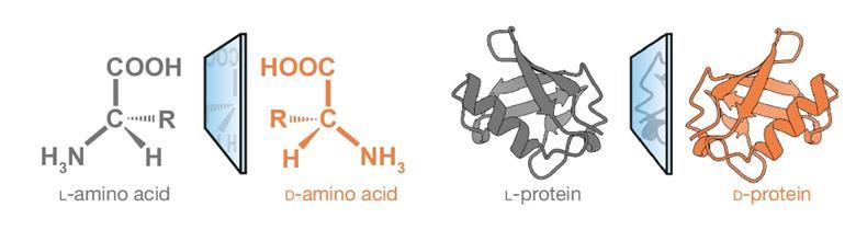 Debunked dogma: disordered proteins disregard ligands’ chirality ...