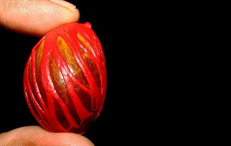 Myristicin | Podcast | Chemistry World