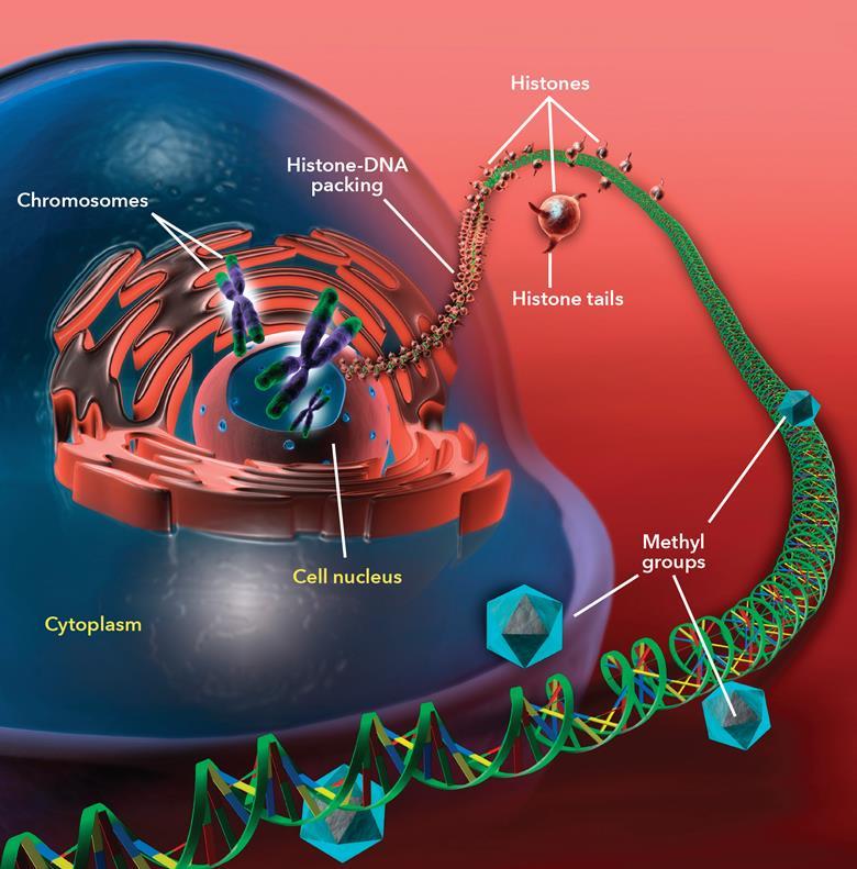 Drugging the epigenome | Feature | Chemistry World
