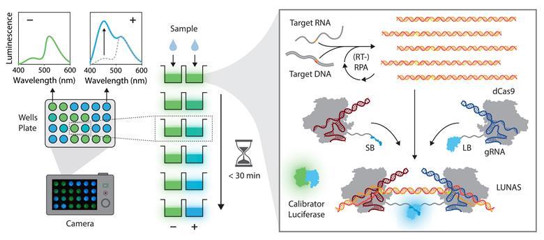 Glow-in-the-dark proteins offer cheap and fast diagnostic tests ...