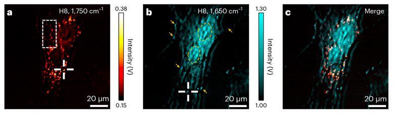 Super-resolution microscopy ditches fluorescent tags for gentler ...