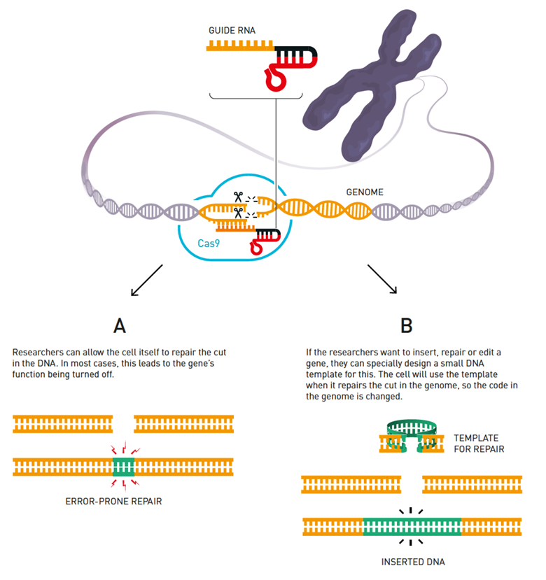 Explainer: What is Crispr and why did it win the Nobel prize? | News ...