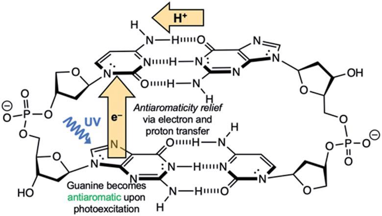 Antiaromaticity relief mechanism linked to DNA photostability ...