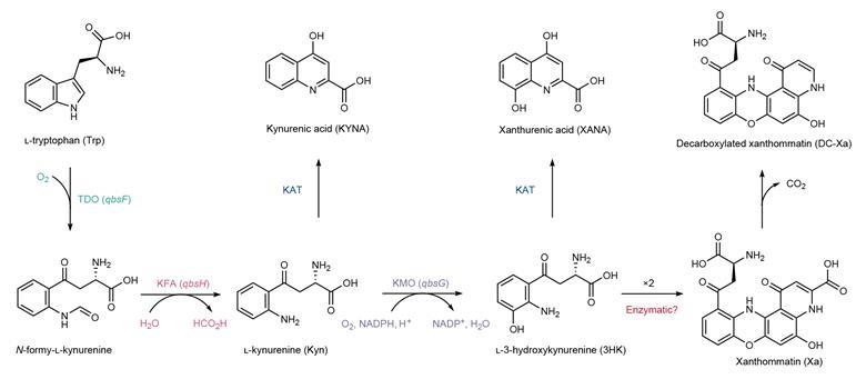 Bacteria tweaked to produce high yields of colour-changing pigment ...