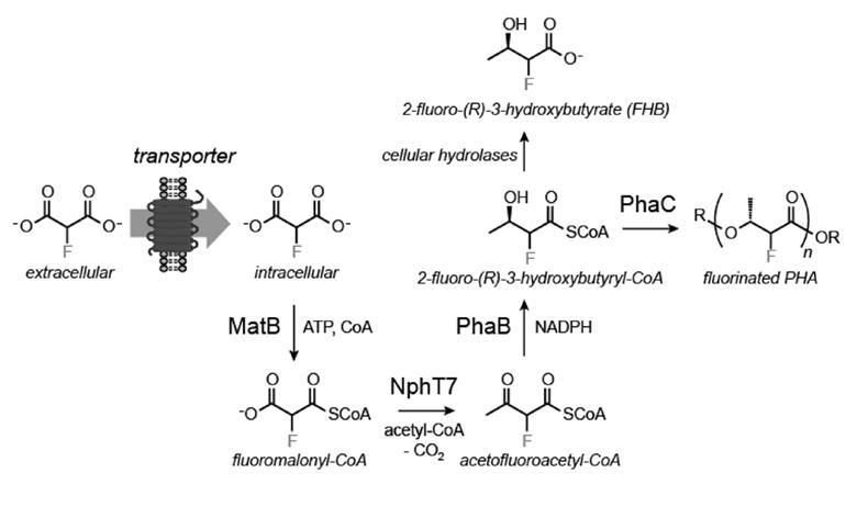 First for cells as they're made to manufacture fluorinated bioplastics ...