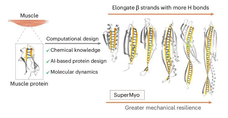 AI designs muscle-inspired proteins stronger than natural counterparts ...