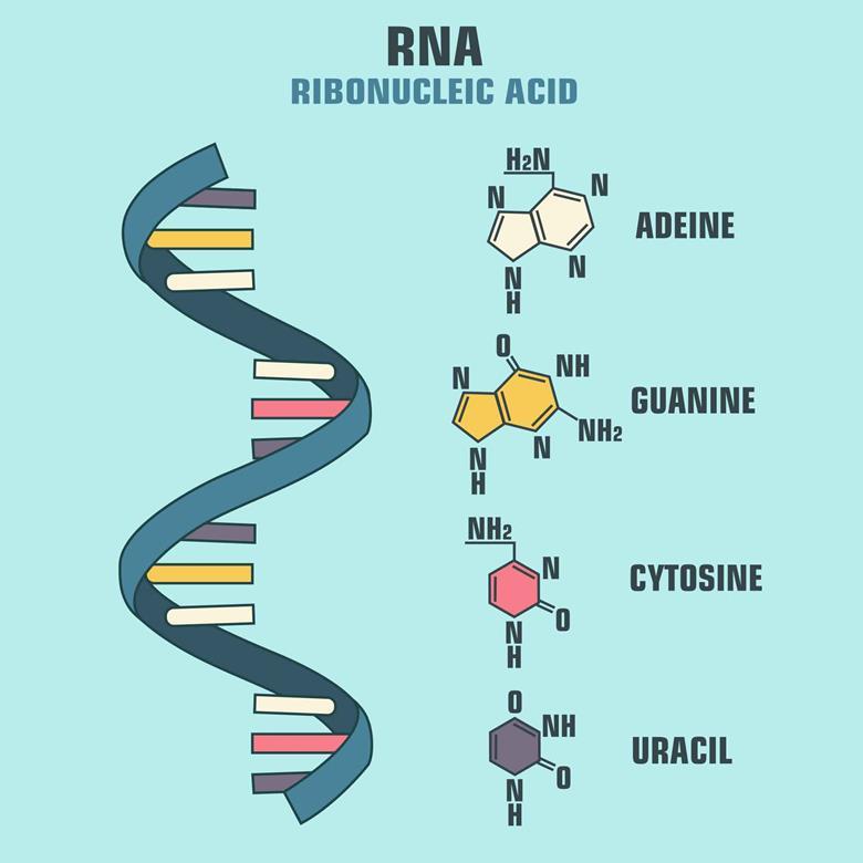 RNA | Podcast | Chemistry World