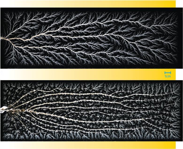 Imaging study illuminates new type of electrical tree | Research ...