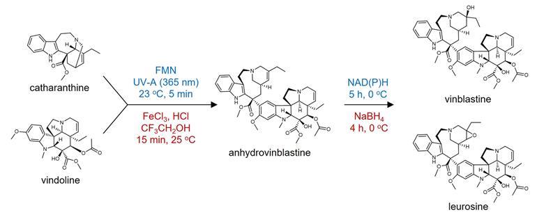 Yeast engineered to ferment sugars into chemotherapy drug precursors ...