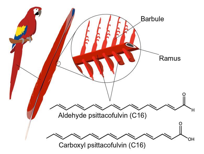 Parrots’ vibrant plumage controlled by single enzyme | Research ...