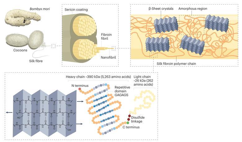 Medical uses for silk | Feature | Chemistry World