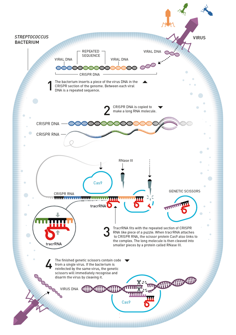 How Crispr went from niche to Nobel | Feature | Chemistry World