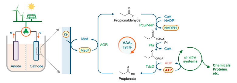 Life’s energy currency ATP made using electricity from the grid for the ...