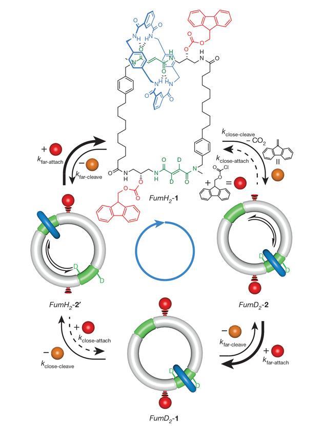 Molecular motors start chemically-fuelled journey | Research ...
